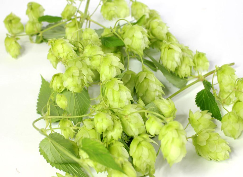 What Is a Dry Hop Addition In Fermentation Vessel | Tiantai® 2-150bbl ...